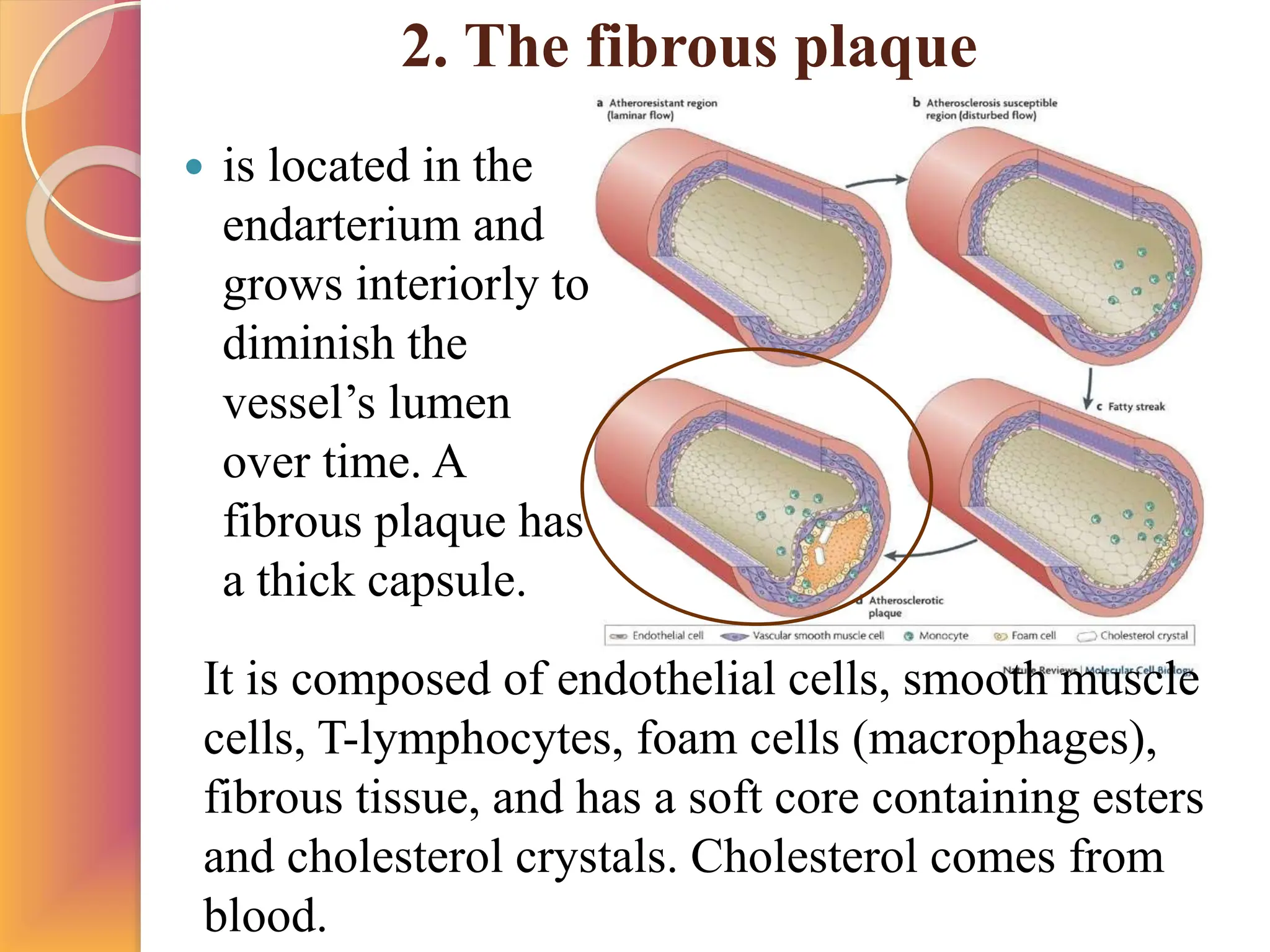 атеросклероз лекция.pptx