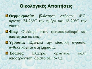 Παρουσίαση Μεταπτυχιακής Διατριβής: αύξηση κι ανάπτυξη του ηλίανθου σε ...
