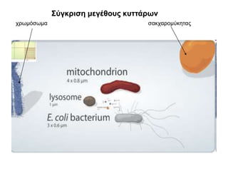 ΒΙΟΛΟΓΙΑ Γ΄ ΓΥΜΝΑΣΙΟΥ.ppt