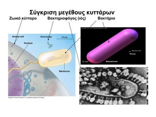 ΒΙΟΛΟΓΙΑ Γ΄ ΓΥΜΝΑΣΙΟΥ.ppt