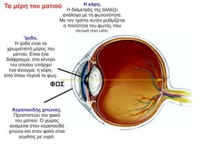 Τα μέρη του ματιού | PPT