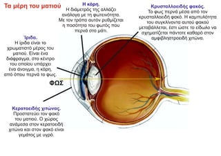Τα μέρη του ματιού | PPT