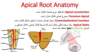 Dental anatomy of medical for students.Pdf