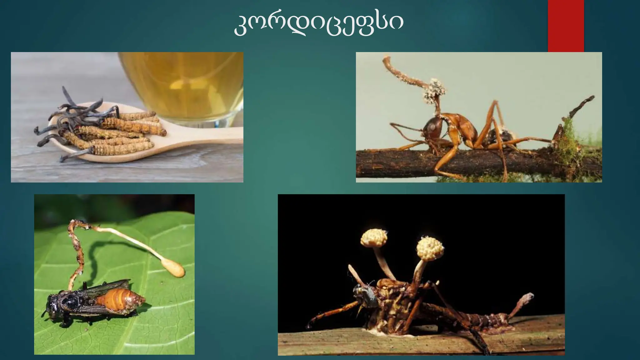 interesting presentation about mushrooms.pptx