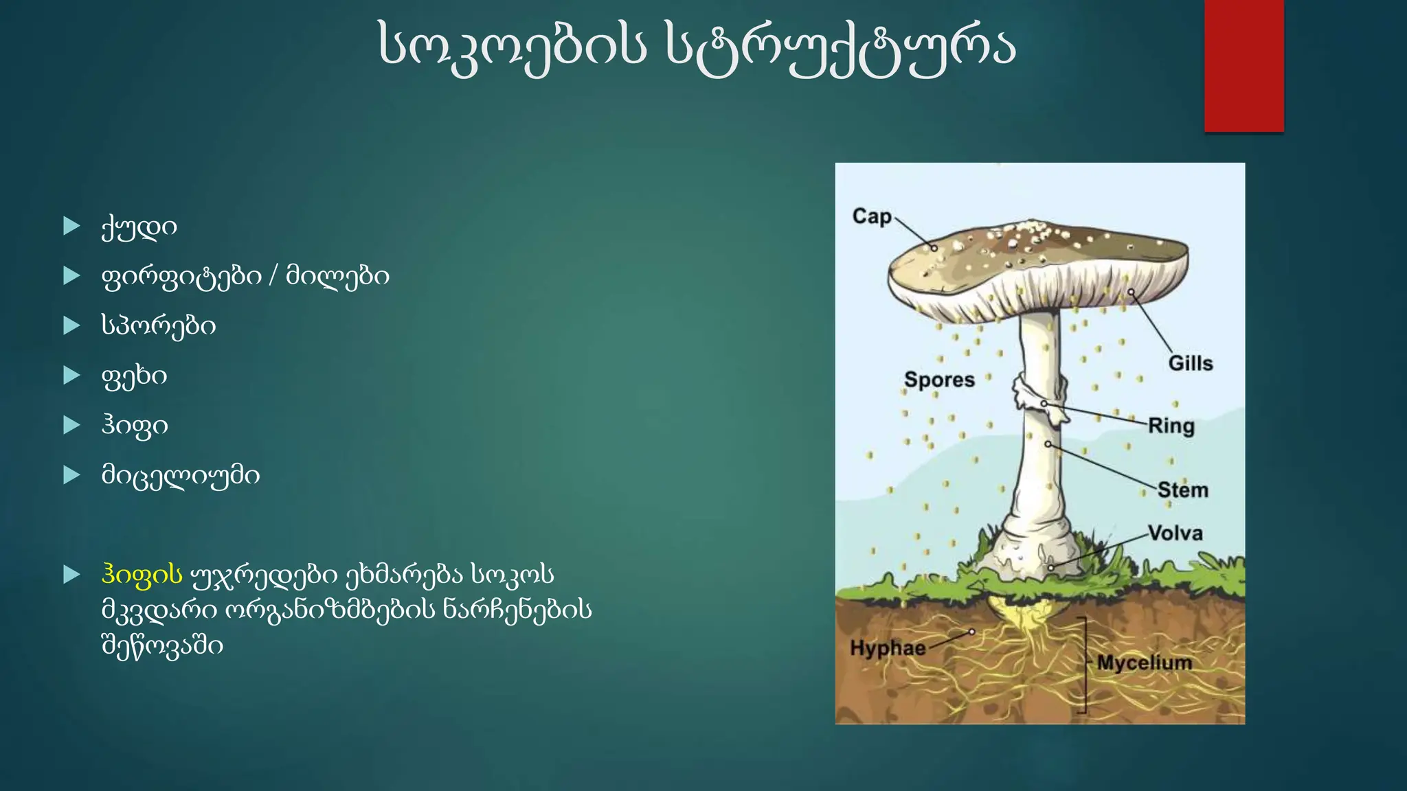 interesting presentation about mushrooms.pptx