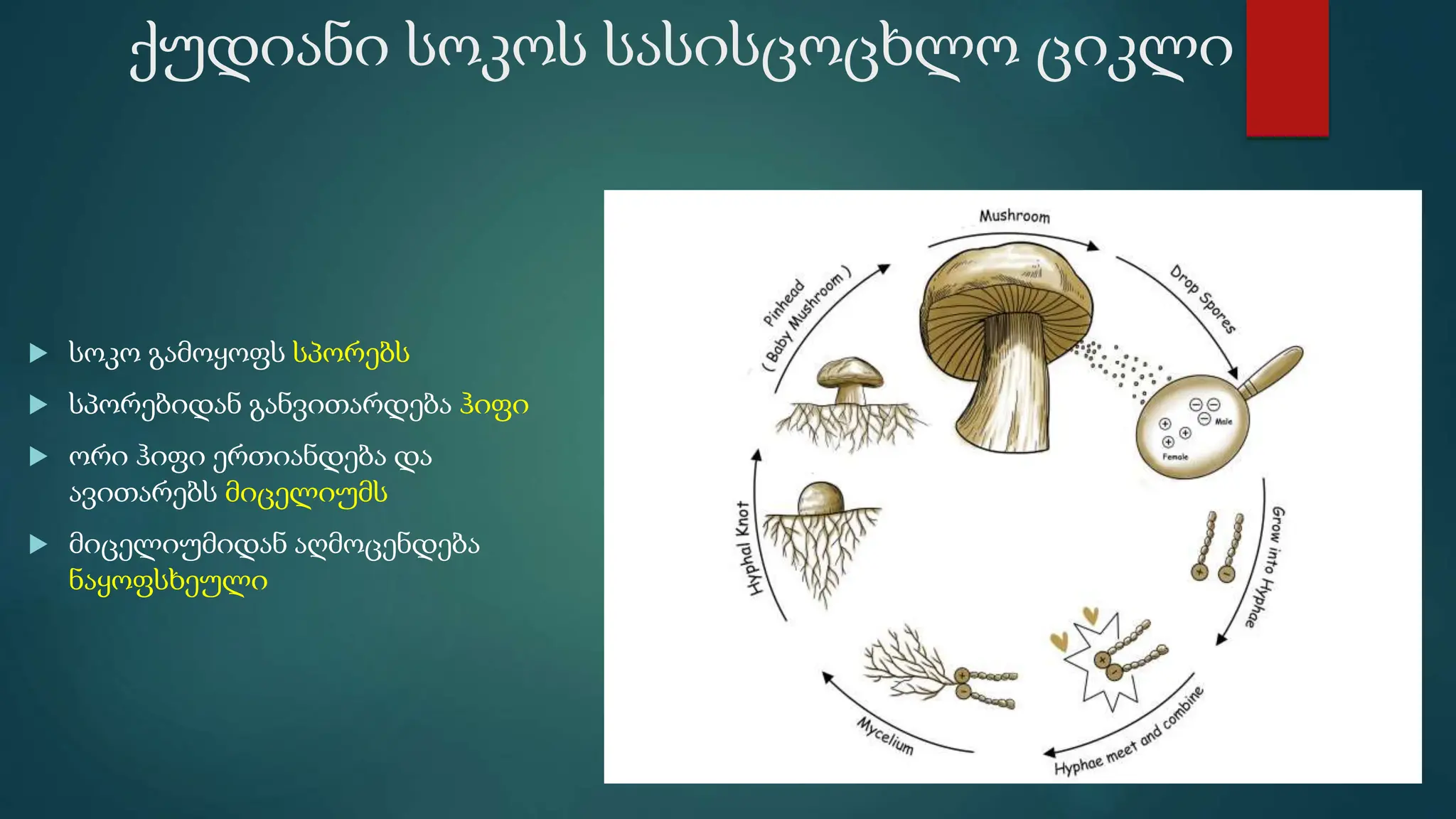 interesting presentation about mushrooms.pptx