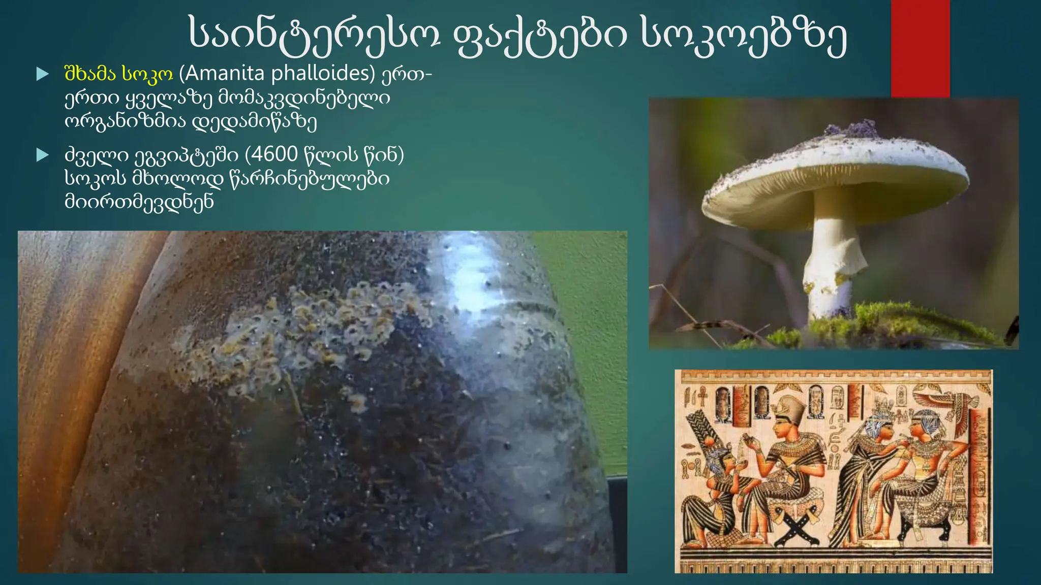 interesting presentation about mushrooms.pptx