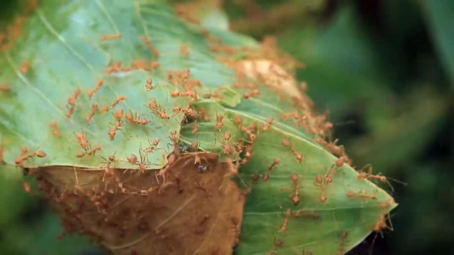 interesting presentation about mushrooms.pptx