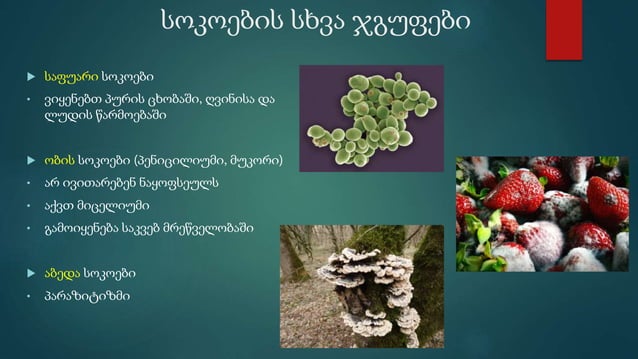 interesting presentation about mushrooms.pptx