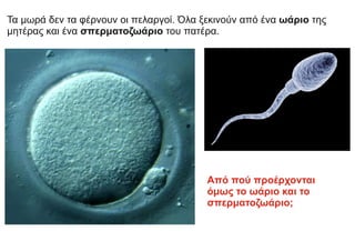 Το αναπαραγωγικό σύστημα του άνδρα...... | PDF