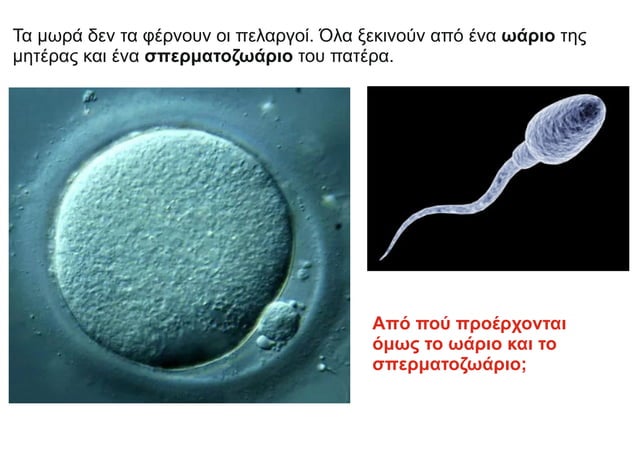 Το αναπαραγωγικό σύστημα του άνδρα...... | PDF