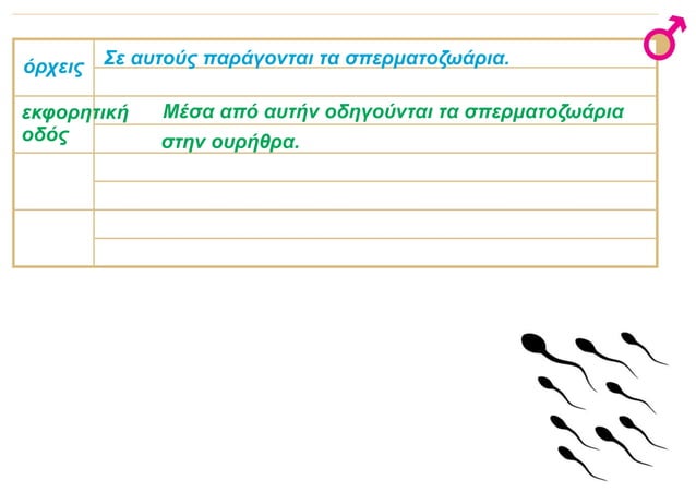 Το αναπαραγωγικό σύστημα του άνδρα...... | PDF