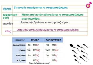 Το αναπαραγωγικό σύστημα του άνδρα...... | PDF