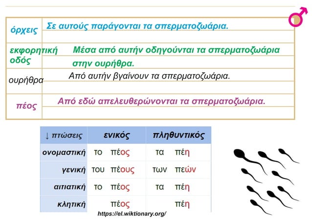 Το αναπαραγωγικό σύστημα του άνδρα...... | PDF