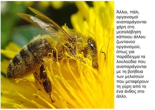 Το αναπαραγωγικό σύστημα του άνδρα...... | PDF
