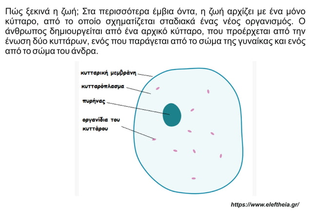 Το αναπαραγωγικό σύστημα του άνδρα...... | PDF