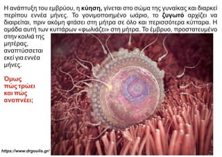 Η ανάπτυξη του εμβρύου | PPT