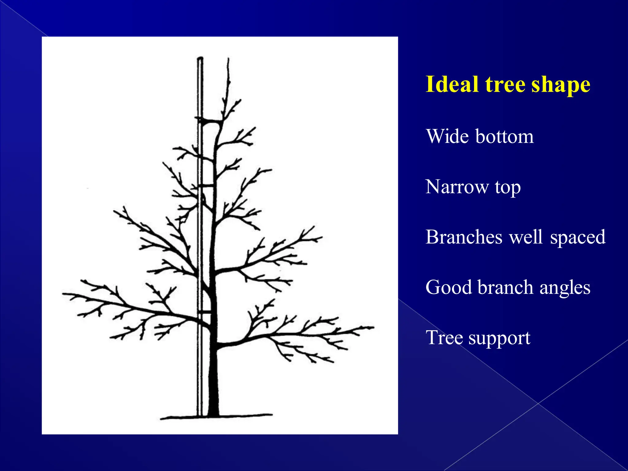 تربية وتقليم أشجار الفاكهة.Training and Pruning Fruit Trees | PDF