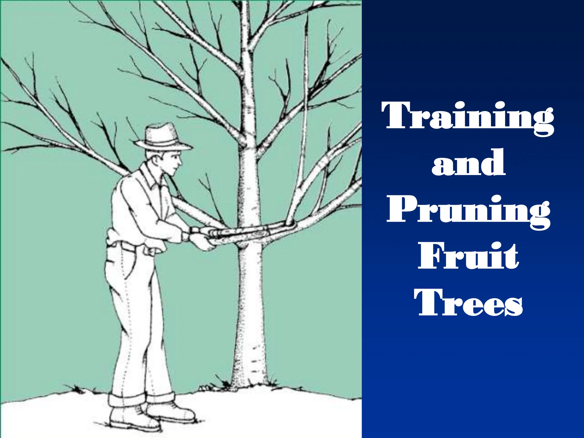 تربية وتقليم أشجار الفاكهة.Training and Pruning Fruit Trees | PDF