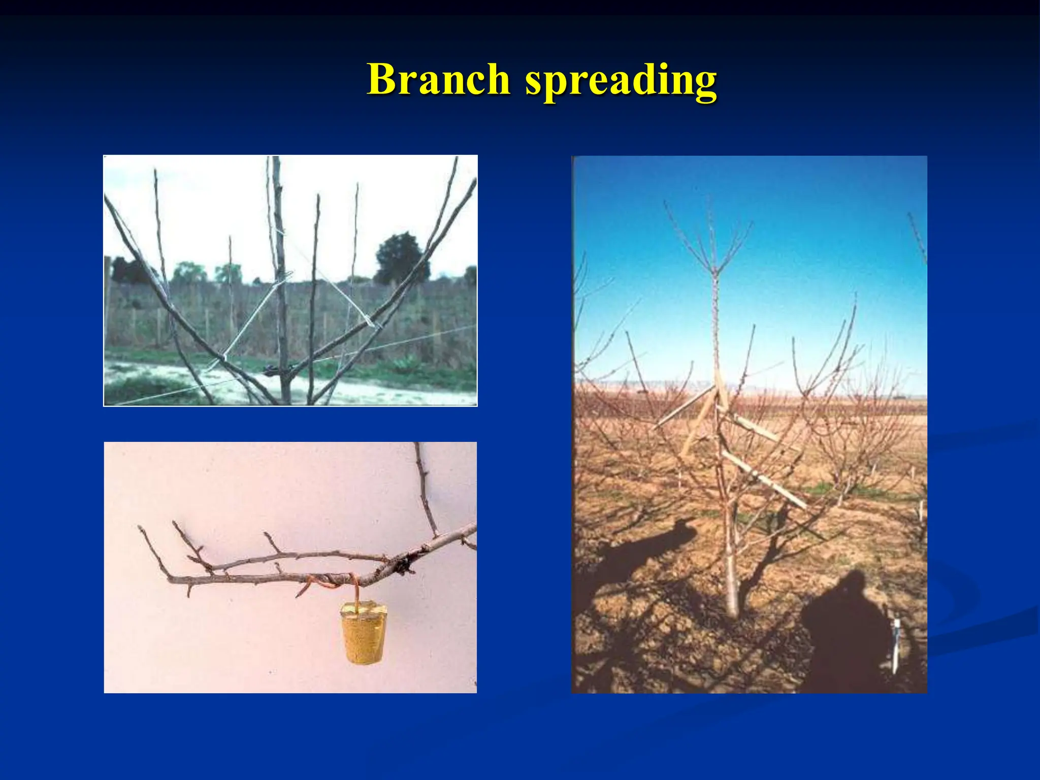تربية وتقليم أشجار الفاكهة.Training and Pruning Fruit Trees | PDF