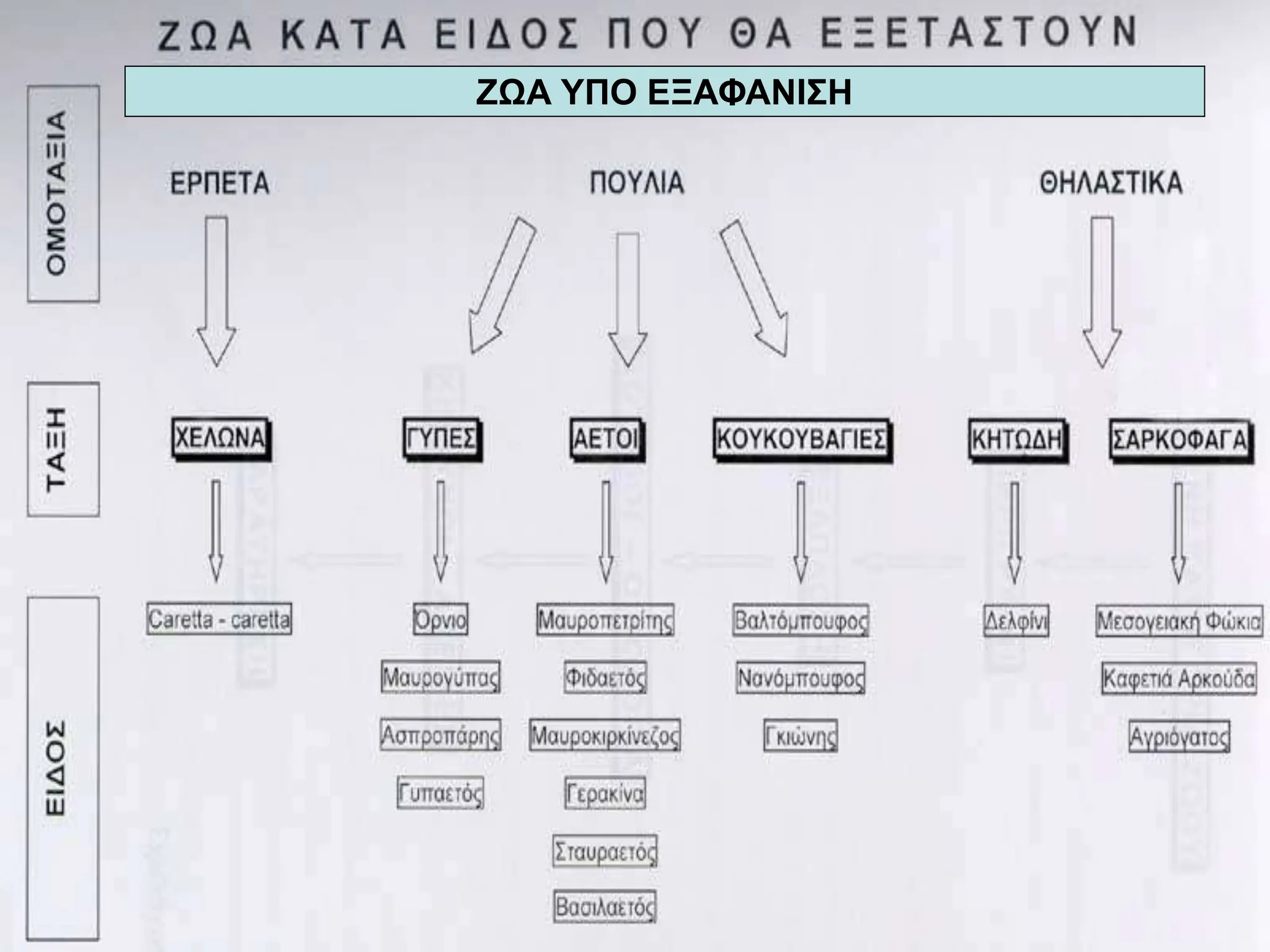 ΖΩΑ ΥΠΟ ΕΞΑΦΑΝΙΣΗ.ppt ΜΕΛΕΤΗ Γ-Δ ΤΑΞΗ ΑΓΡΙΑ ΖΩΑ | PPT