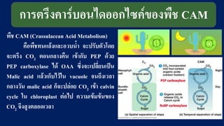 กระบวนการตรึงคาร์บอกไดออกไซด์พองพืช c3 c4 cam | PDF