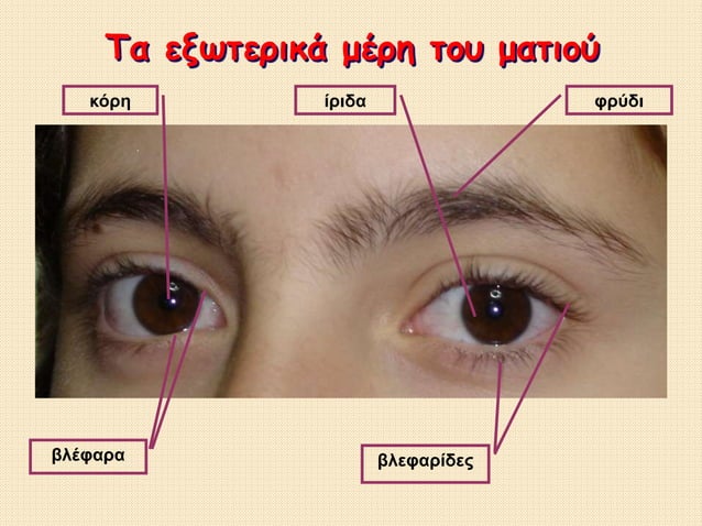 Μάτι, το όργανο της όρασης, τα μέρη του ματιού | PPT