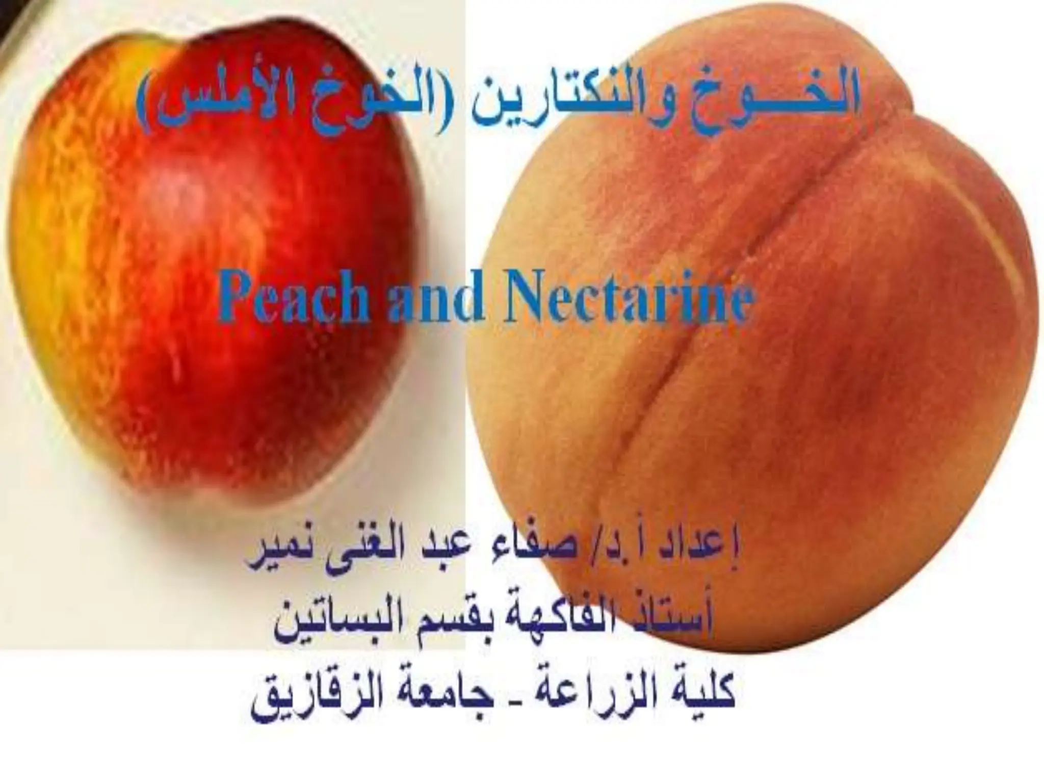 peach production and postharvest lecture.ppsx