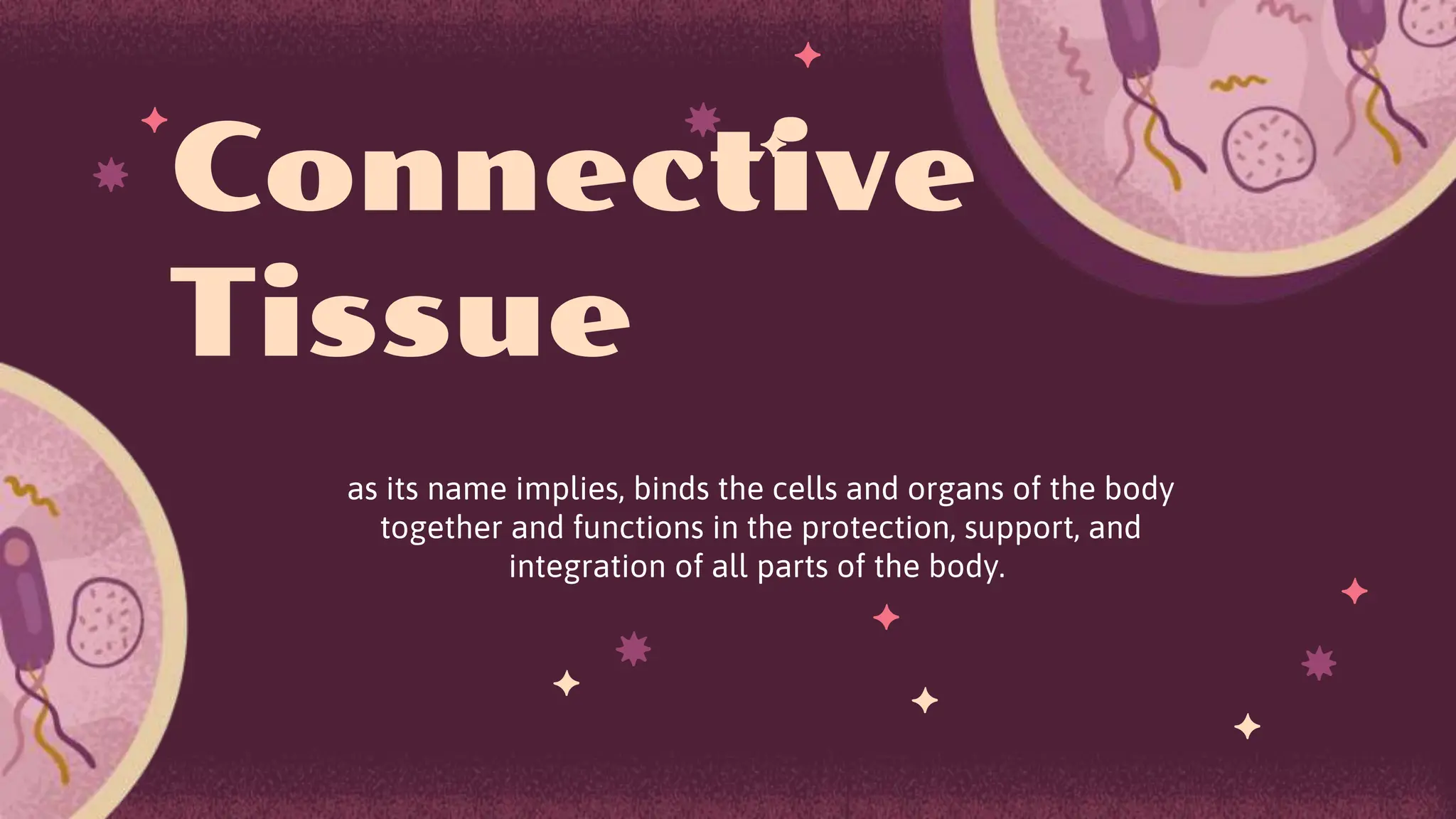 Presentation about the different tissues (Connective / ephitelial ...