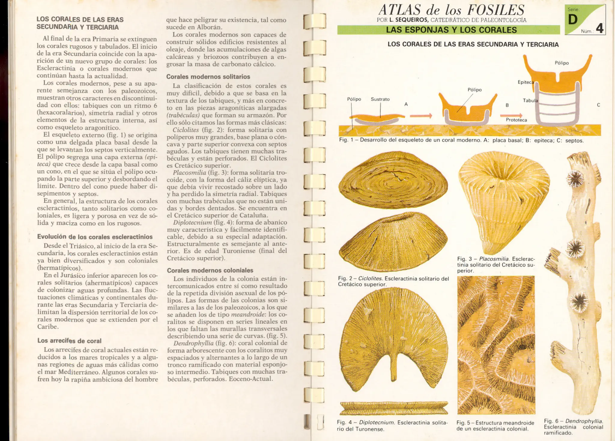 ATLAS DE LOS FOSILES, VERTEBRADOS E INVERTEBRADOS | PDF