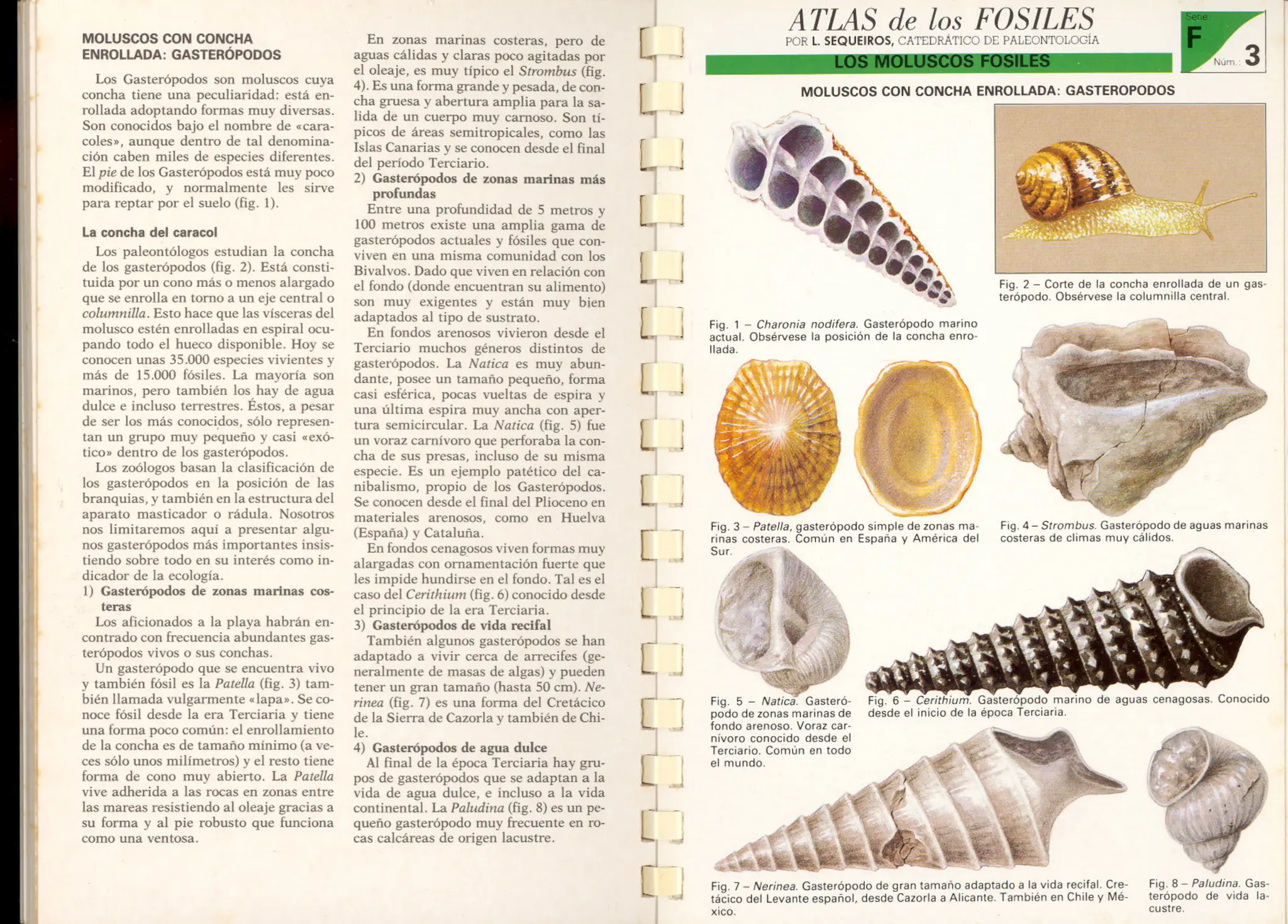 ATLAS DE LOS FOSILES, VERTEBRADOS E INVERTEBRADOS | PPT