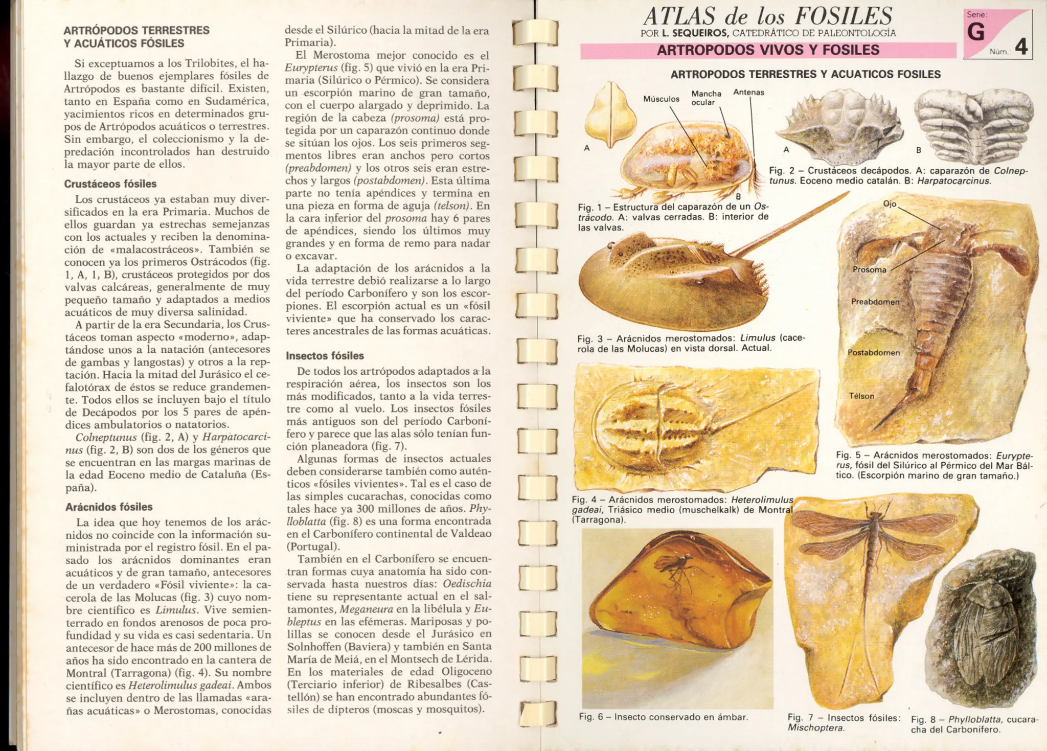 ATLAS DE LOS FOSILES, VERTEBRADOS E INVERTEBRADOS | PPT