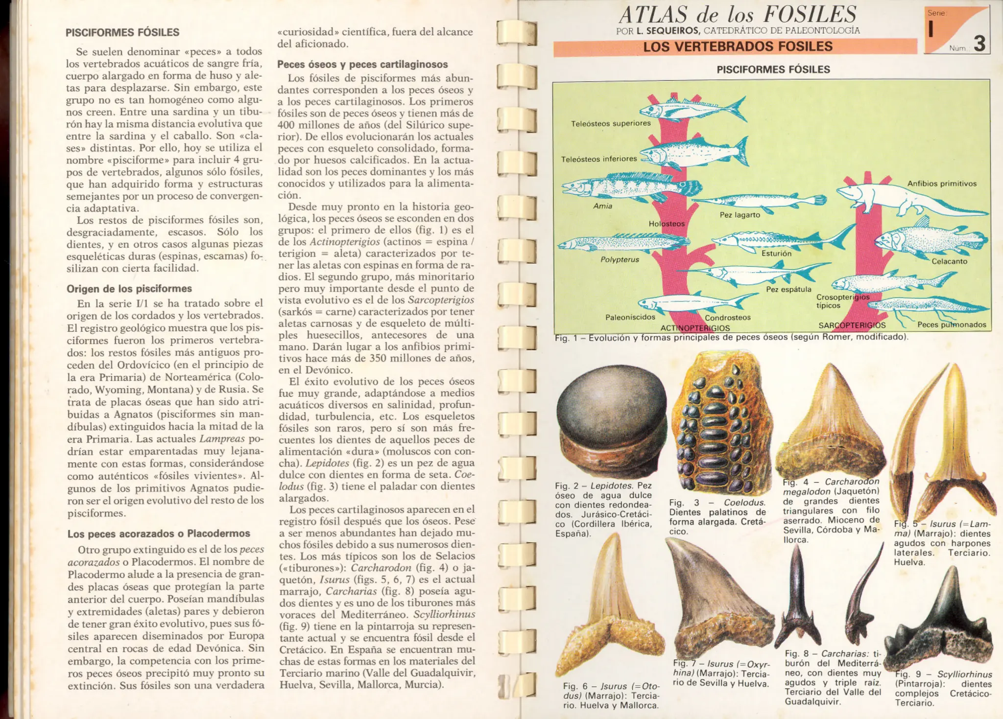 ATLAS DE LOS FOSILES, VERTEBRADOS E INVERTEBRADOS | PPT