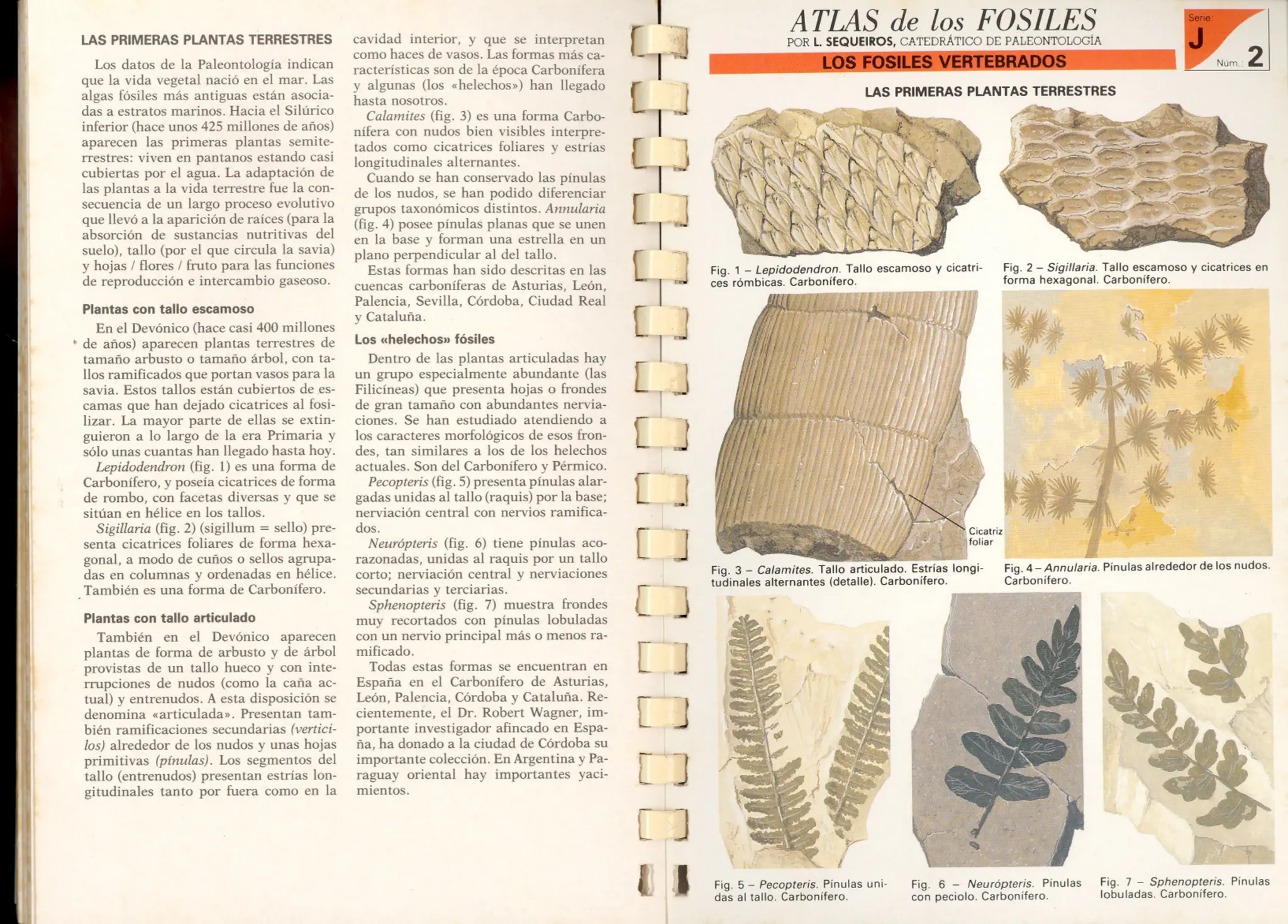 ATLAS DE LOS FOSILES, VERTEBRADOS E INVERTEBRADOS | PPT