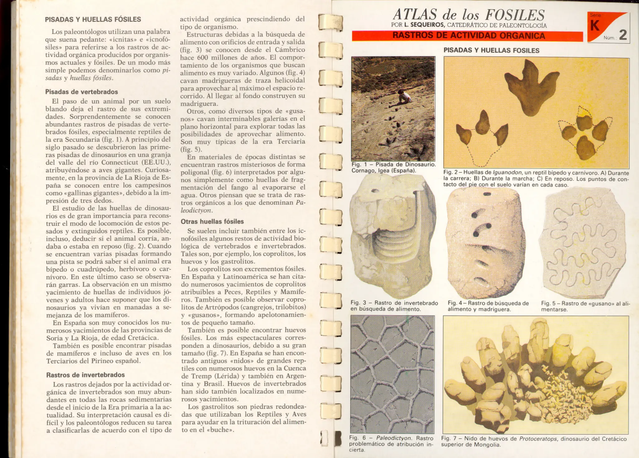 ATLAS DE LOS FOSILES, VERTEBRADOS E INVERTEBRADOS | PPT
