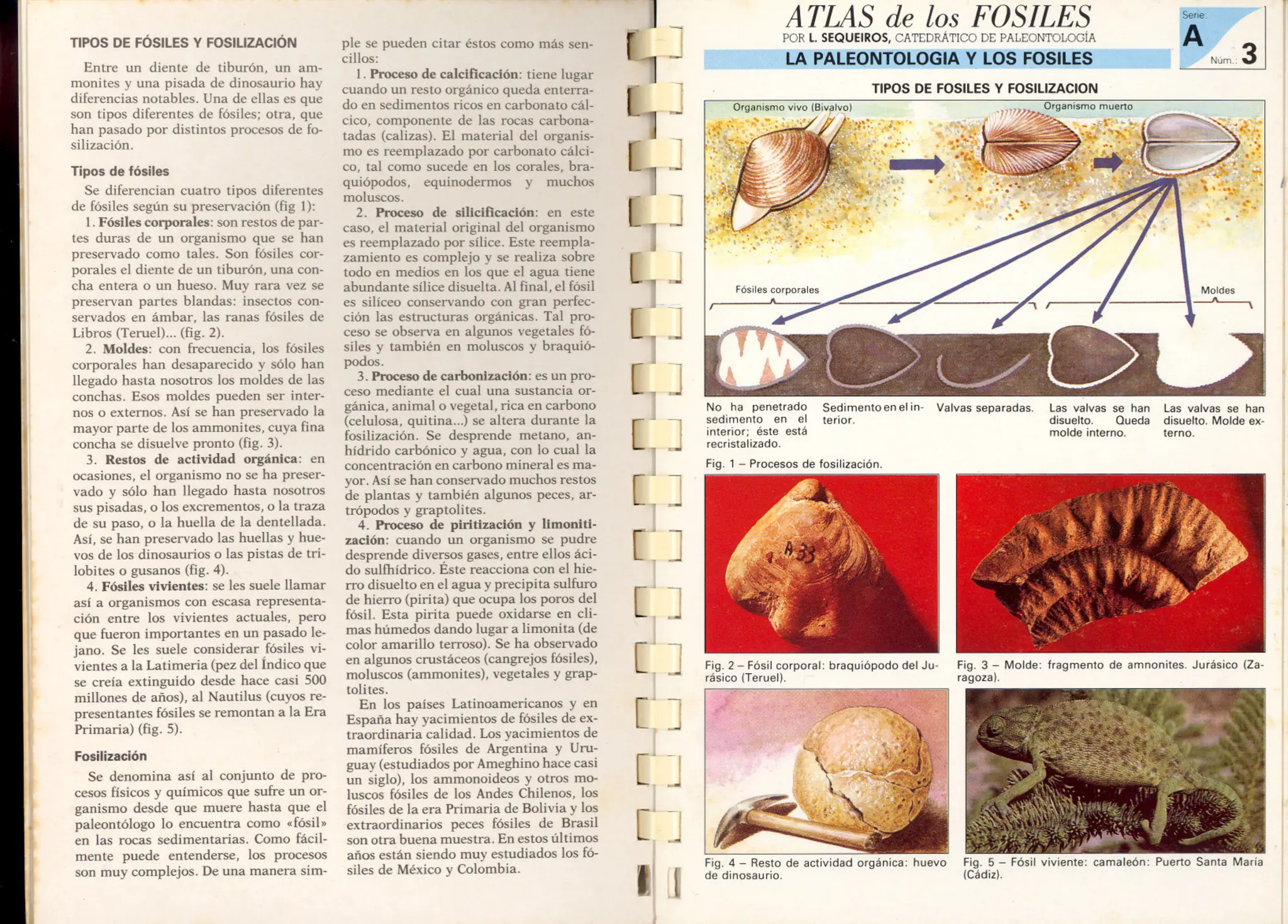 ATLAS DE LOS FOSILES, VERTEBRADOS E INVERTEBRADOS | PPT