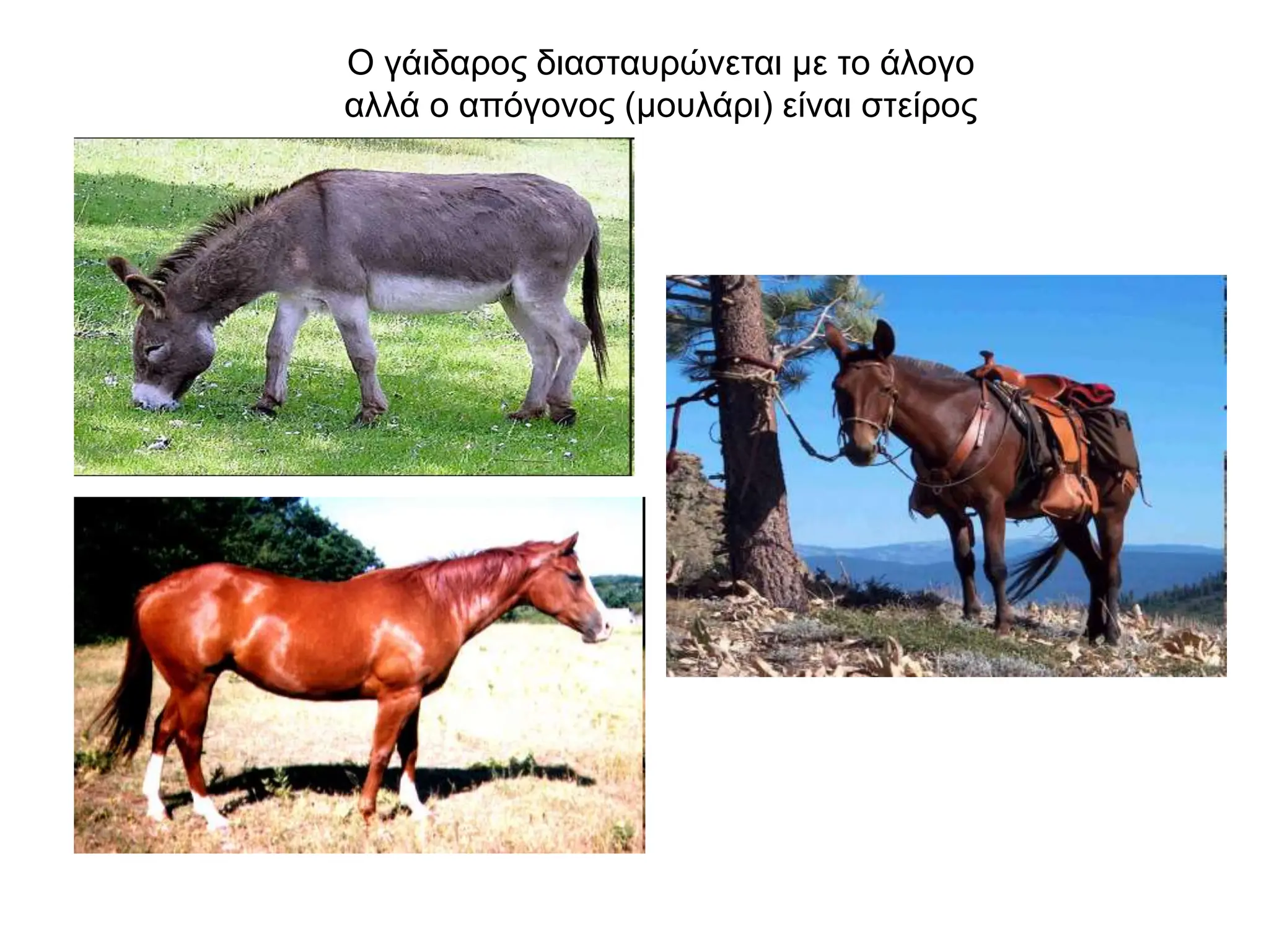 ΒΙΟΛΟΓΙΑ Γ΄ ΓΥΜΝΑΣΙΟΥ.ppt1234567899876543210 | PPT