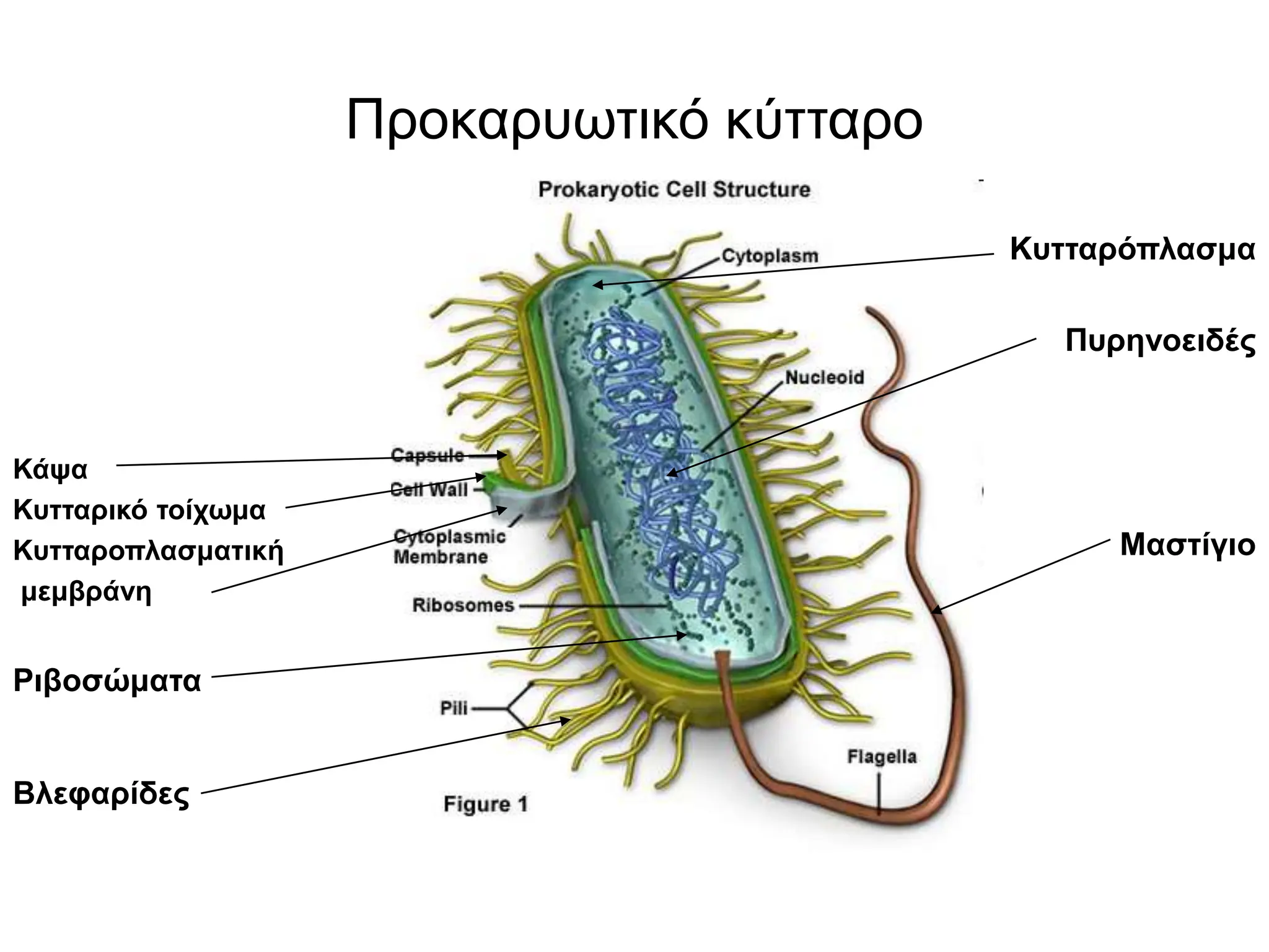 ΒΙΟΛΟΓΙΑ Γ΄ ΓΥΜΝΑΣΙΟΥ.ppt1234567899876543210 | PPT