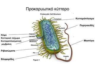 ΒΙΟΛΟΓΙΑ Γ΄ ΓΥΜΝΑΣΙΟΥ.ppt1234567899876543210 | PPT