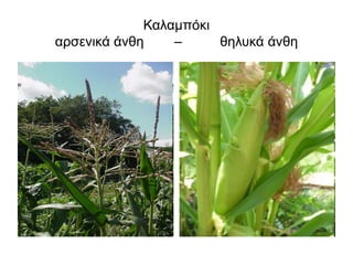 ΒΙΟΛΟΓΙΑ Γ΄ ΓΥΜΝΑΣΙΟΥ.ppt1234567899876543210 | PPT