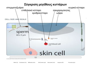 ΒΙΟΛΟΓΙΑ Γ΄ ΓΥΜΝΑΣΙΟΥ.ppt1234567899876543210 | PPT