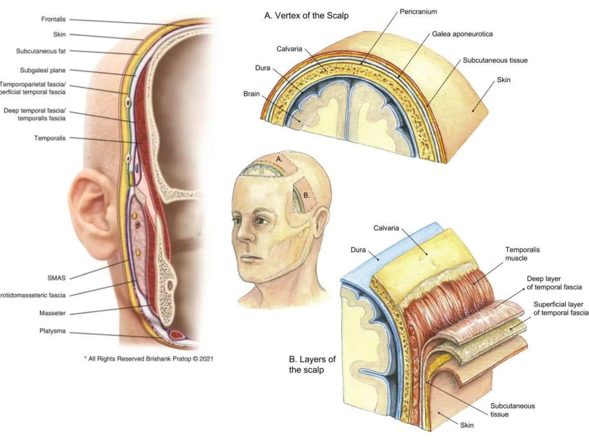 Anatomy of Scalp .by Dr .Saeed ben Aqeel | PPT