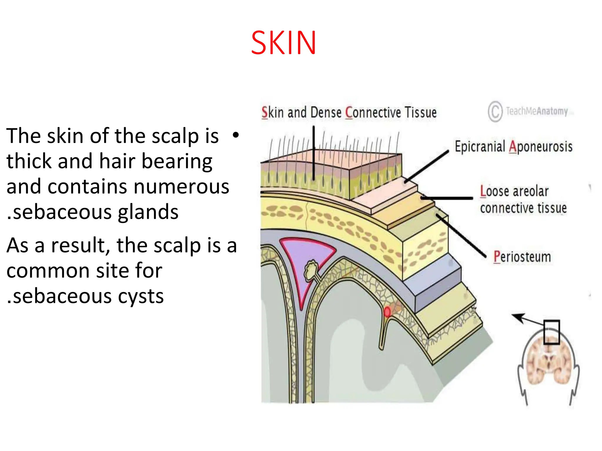 Anatomy of Scalp .by Dr .Saeed ben Aqeel | PPT