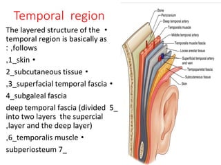 Anatomy of Scalp .by Dr .Saeed ben Aqeel | PPTX