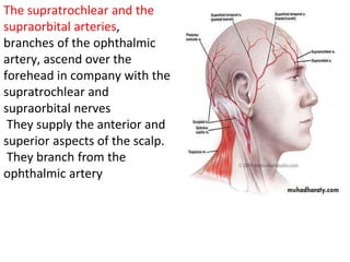 Anatomy of Scalp .by Dr .Saeed ben Aqeel | PPTX