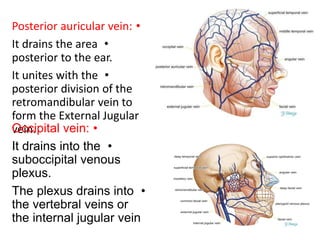 Anatomy of Scalp .by Dr .Saeed ben Aqeel | PPTX