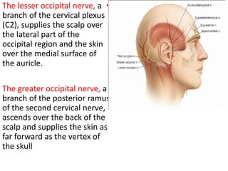 Anatomy of Scalp .by Dr .Saeed ben Aqeel | PPTX