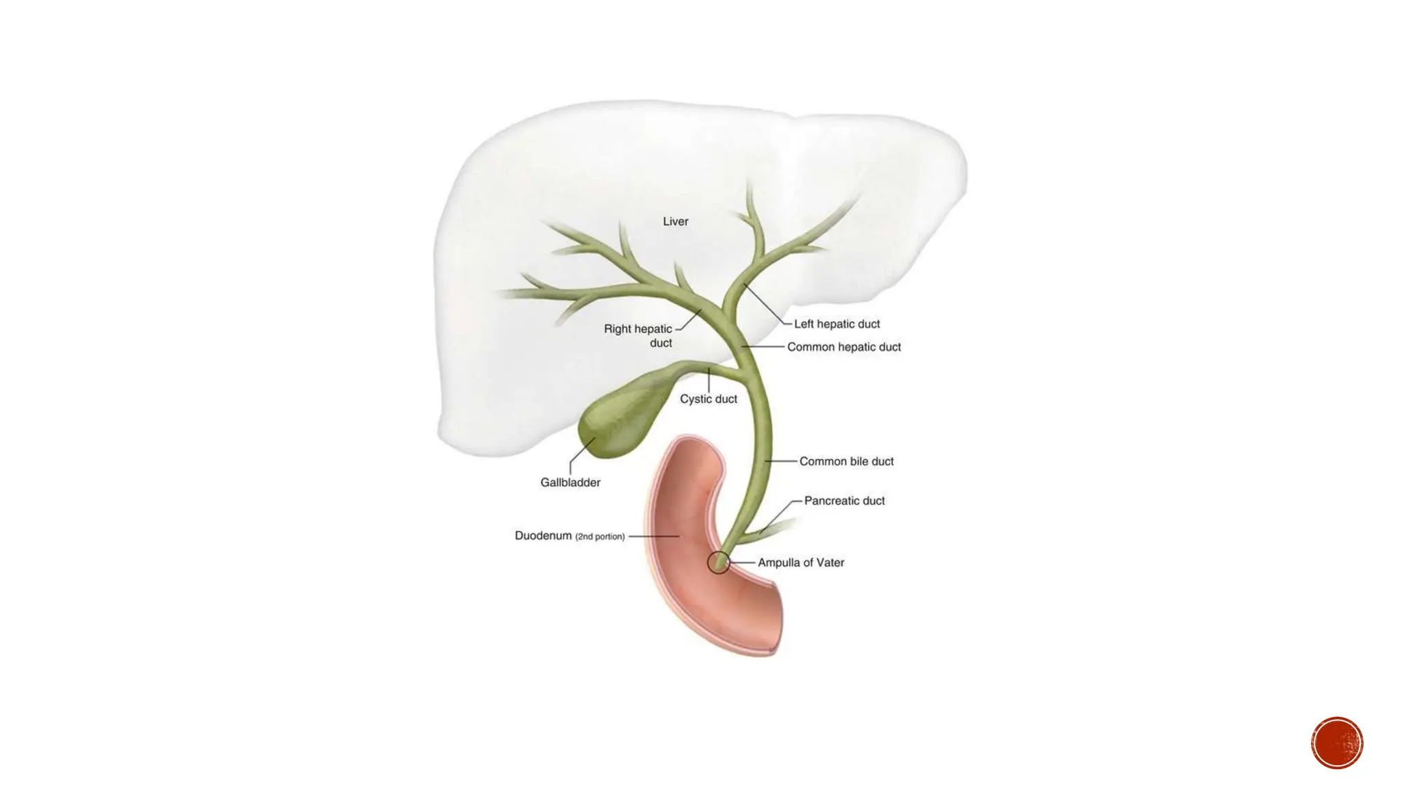 The physiology of gallbladder in Persian | PPT