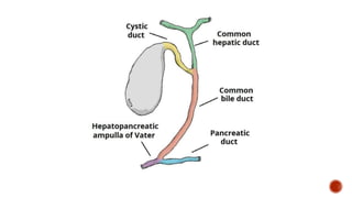 The physiology of gallbladder in Persian | PPT
