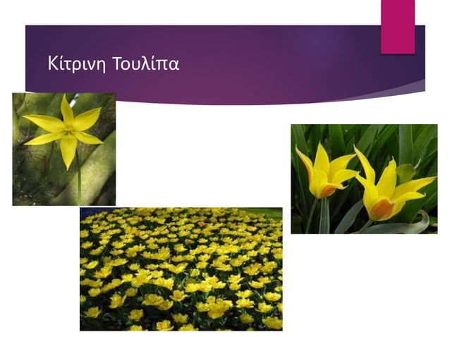 Η χλωρίδα της Πάρνηθας.bfbfbfbffbfbfbfbbpptx | PPT